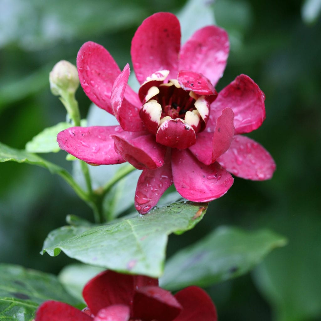 Calycanthus Aphrodite - Buy Sweetshrub Shrubs Online