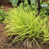 Carex Bowles Golden (Sedge) - Order Online