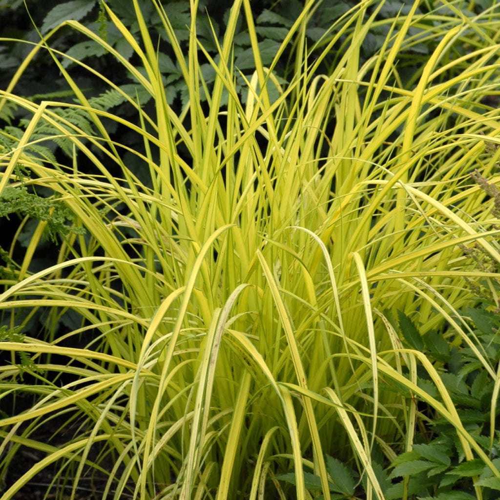 Carex Bowles Golden (Sedge) - Order Online