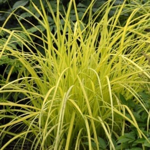 Carex Bowles Golden (Sedge) - Order Online