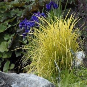 Carex Bowles Golden (Sedge) - Order Online