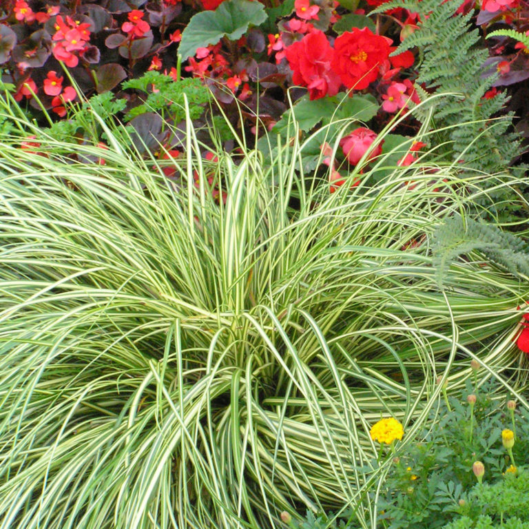 Carex Evergold (Sedge) - Order Online