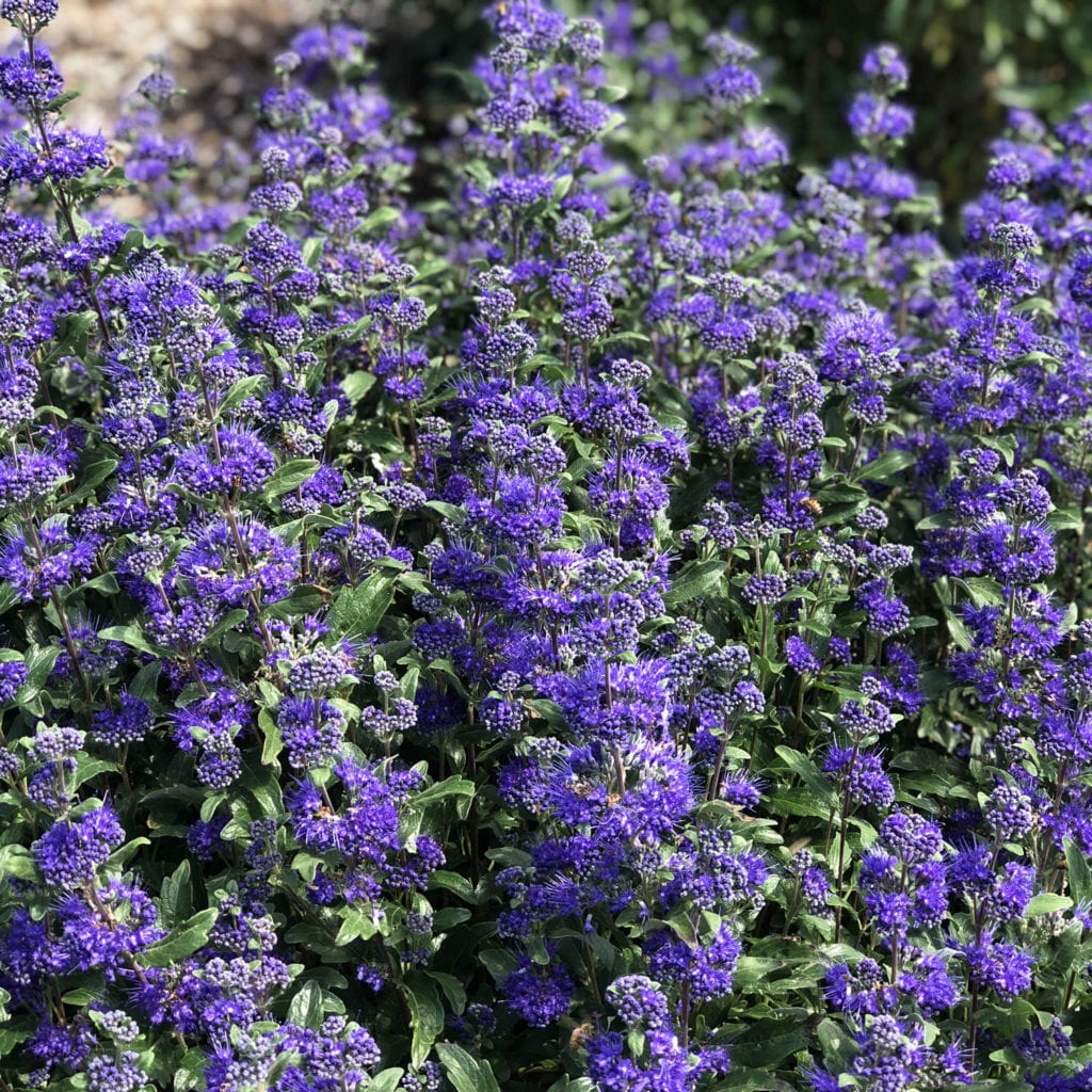Beyond Midnight Bluebeard | Caryopteris Shrub