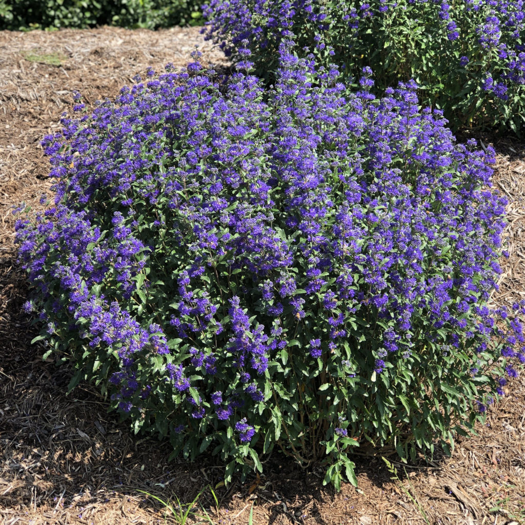 Beyond Midnight Bluebeard | Caryopteris Shrub