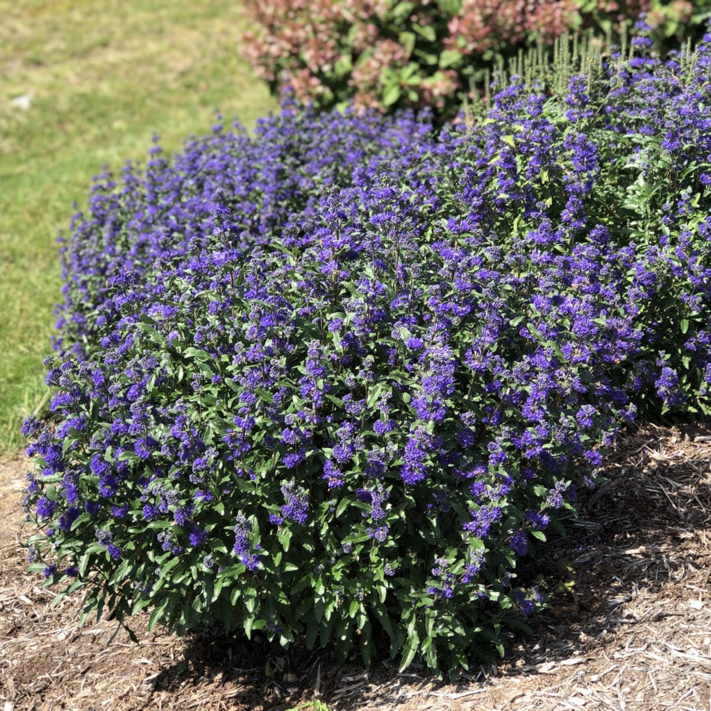 Beyond Midnight Bluebeard | Caryopteris Shrub