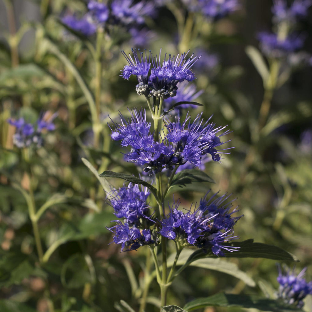 Beyond Midnight Bluebeard | Caryopteris Shrub