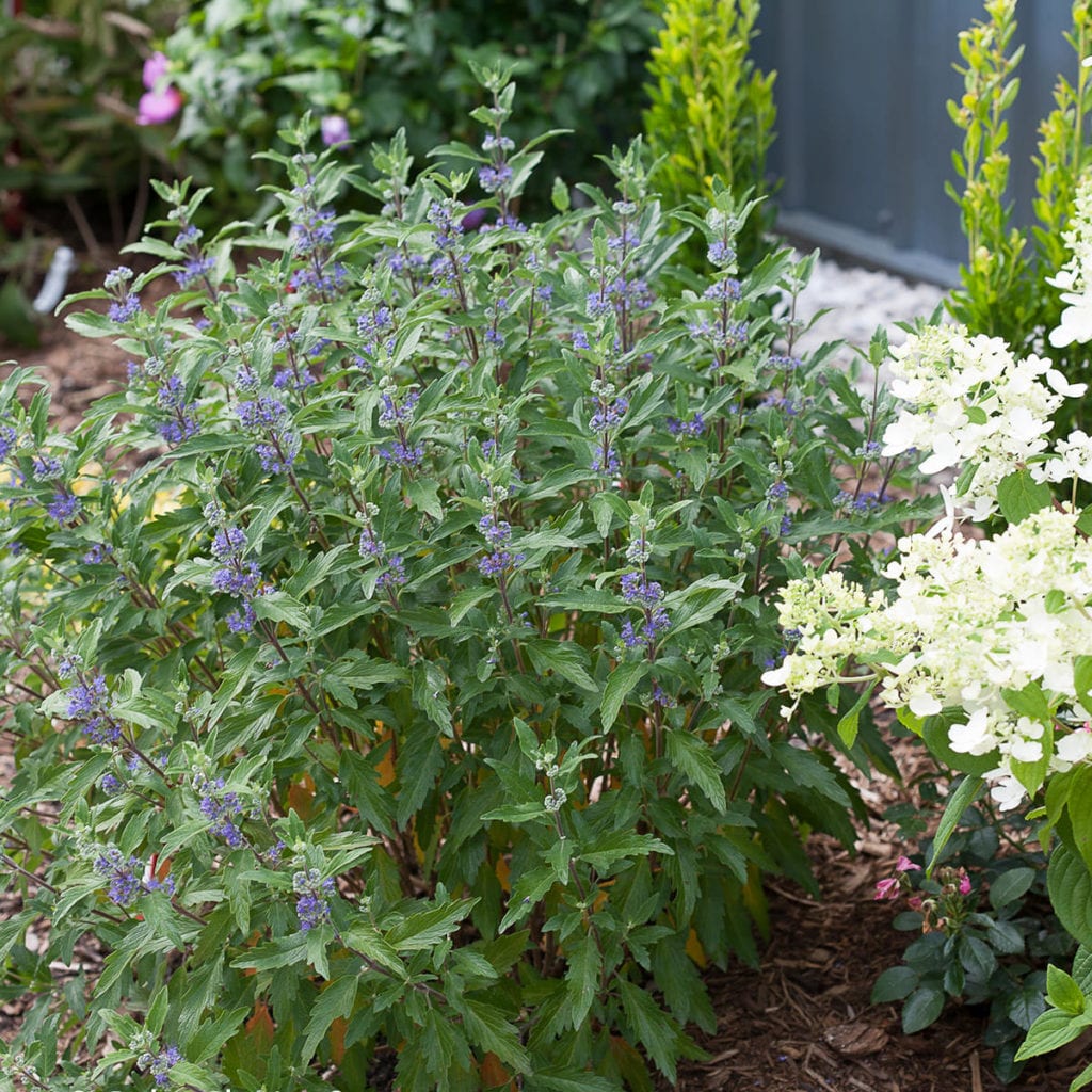 Beyond Midnight Bluebeard | Caryopteris Shrub