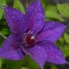 BOULEVARD® EDDA™ Clematis