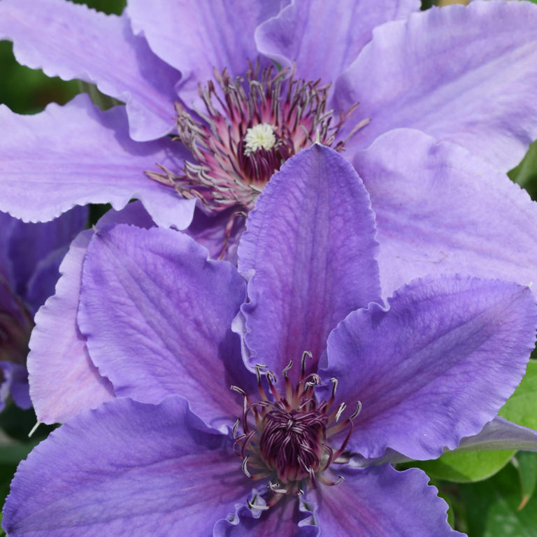 Clematis Care - Planting, Growing & Pruning Information