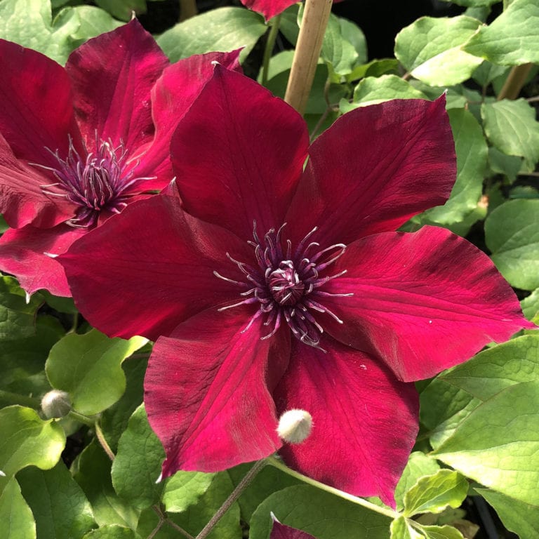 Order Clematis Perennials Online