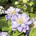 HAPPY JACK® Purple Clematis - Order Online