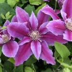 Clematis Care - Planting, Growing & Pruning Information