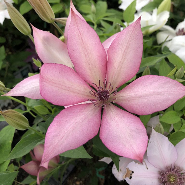 Clematis Care - Planting, Growing & Pruning Information
