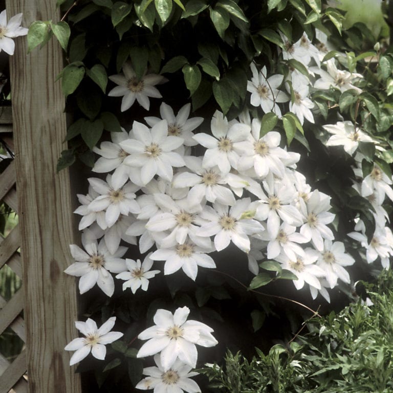 Clematis 'Henryi' - Order Online