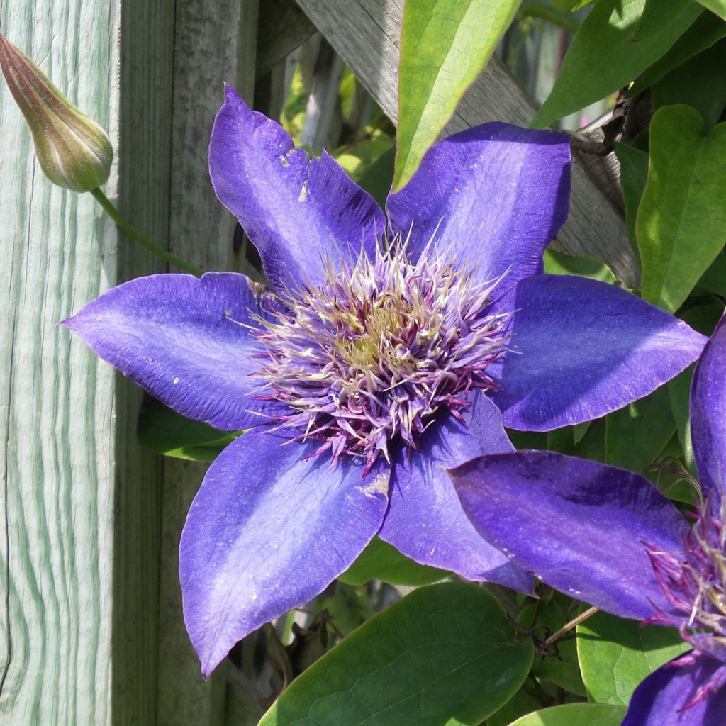Clematis 'Multi Blue' - Order Online