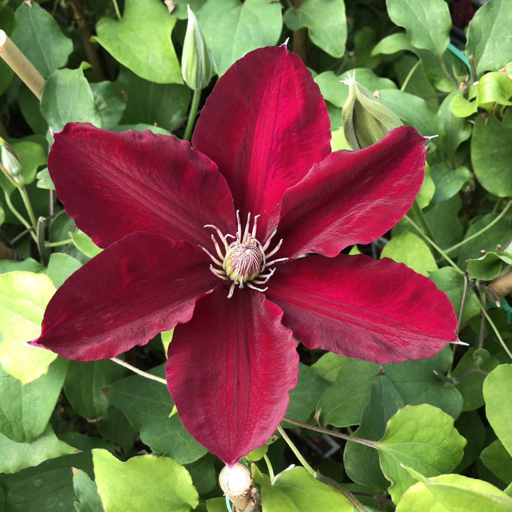 REBECCA™ Clematis - Garden Crossings