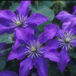 Clematis 'Rhapsody' - Order Online