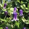 Roguchi Clematis - Order Online