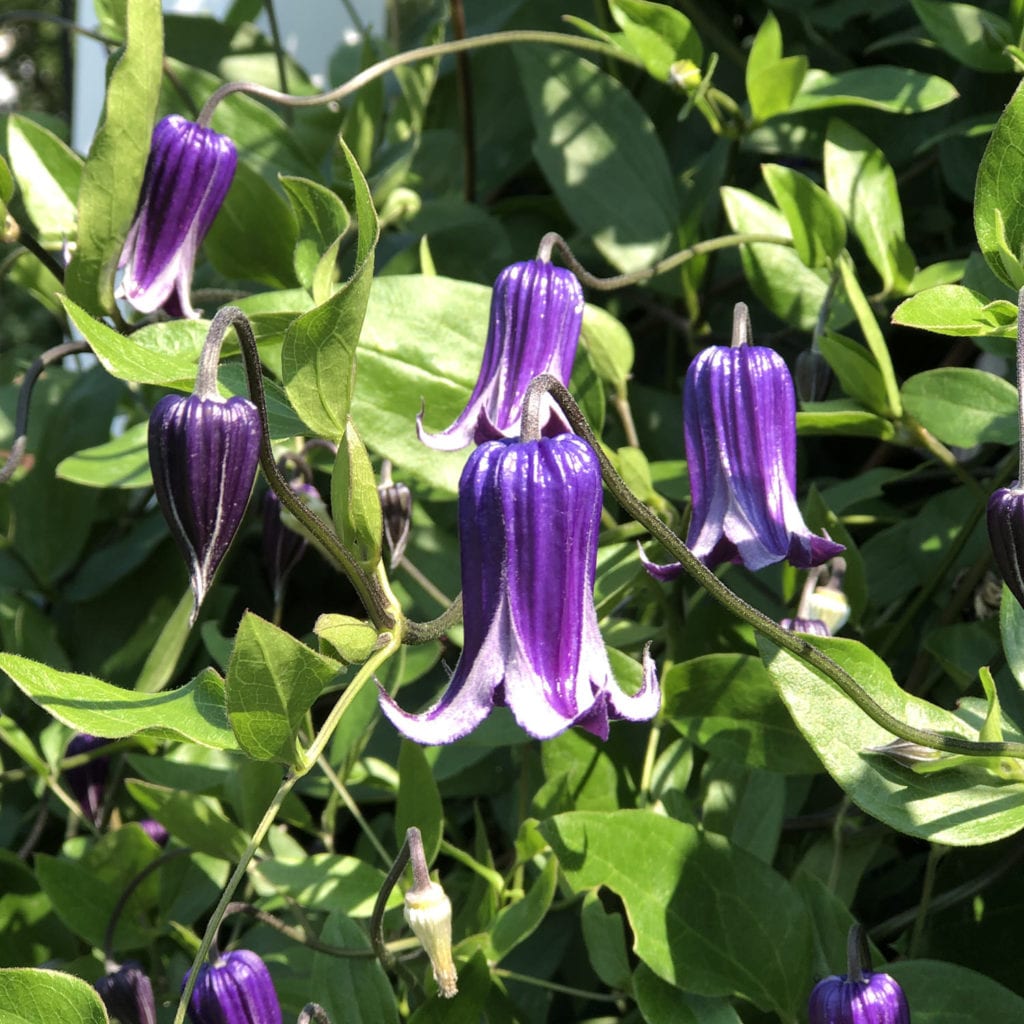 Roguchi Clematis - Order Online