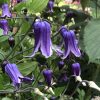 Roguchi Clematis - Order Online