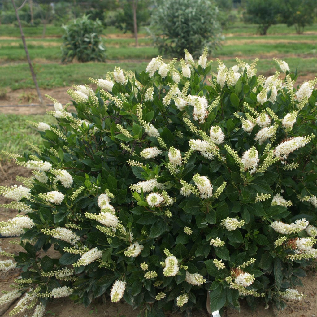 SUGARTINA® Clethra - Order Online