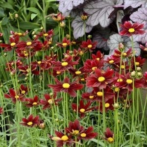 Coreopsis LIL BANG Red Elf - Buy Tickseed Perennials Online