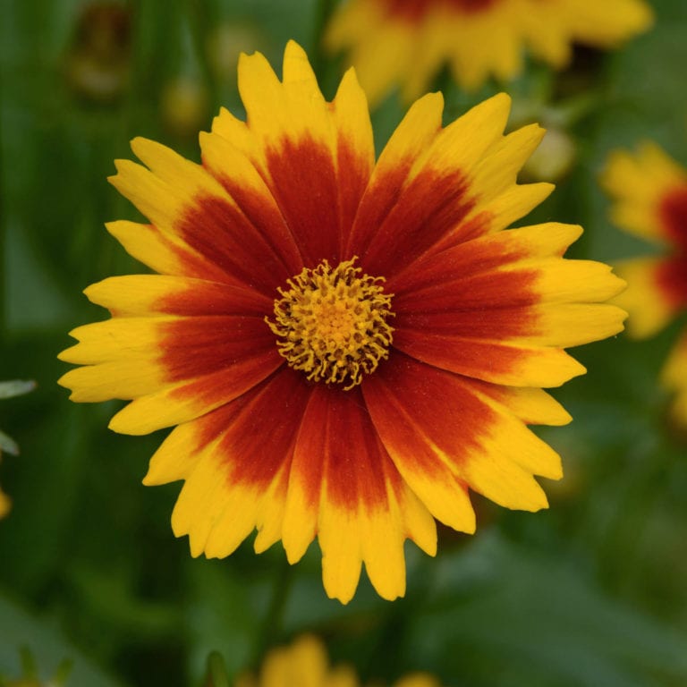 Coreopsis UPTICK™ Gold and Bronze – Garden Crossings