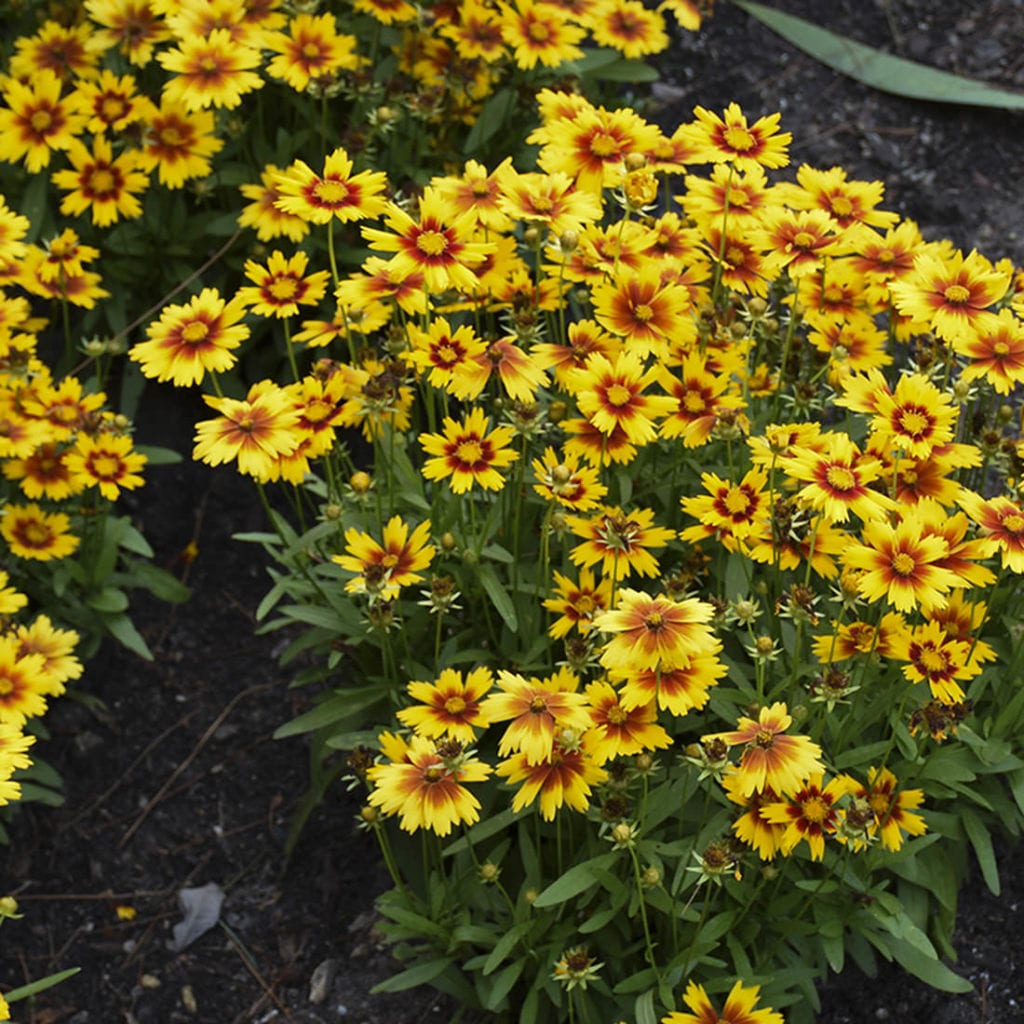 Coreopsis UPTICK™ Gold and Bronze – Garden Crossings