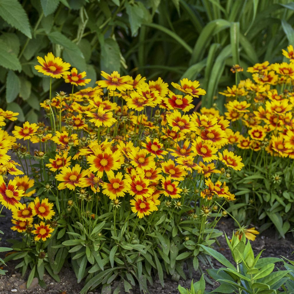 Coreopsis UPTICK™ Gold and Bronze – Garden Crossings