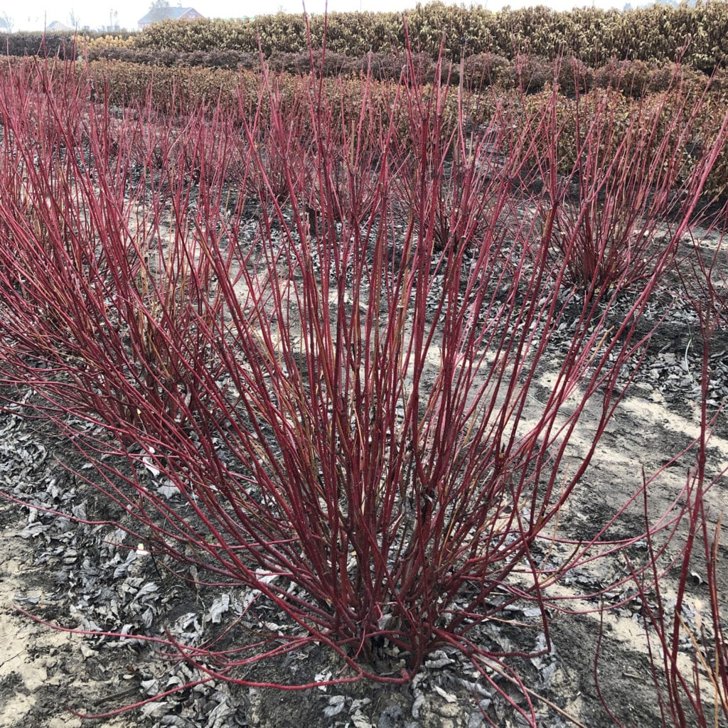 ARCTIC FIRE® Dogwood - Garden Crossings