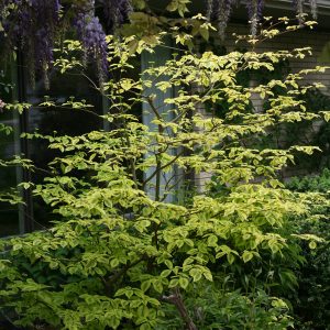 Cornus GOLDEN SHADOWS - Buy Dogwood Shrubs Online