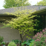 Cornus GOLDEN SHADOWS - Buy Dogwood Shrubs Online