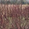 Cornus PUCKER UP! - Buy Dogwood Shrubs Online