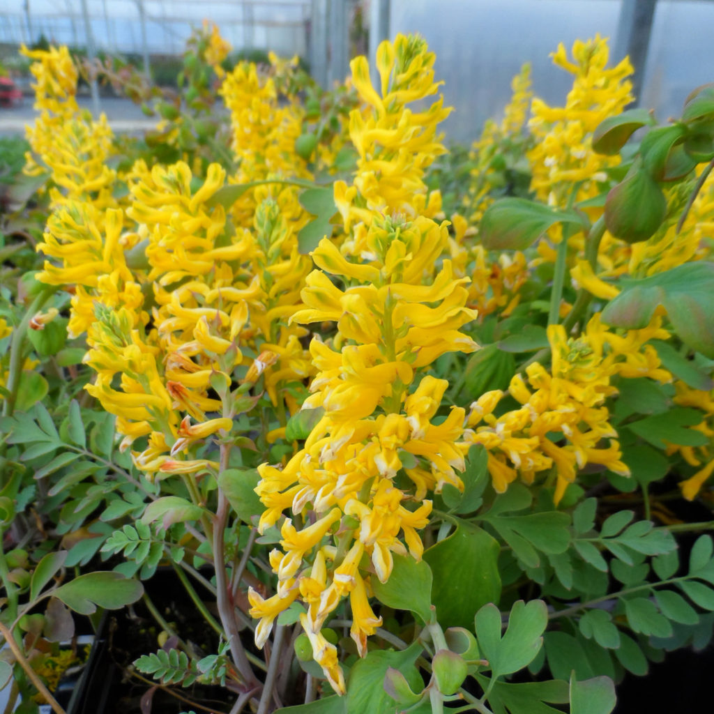 Corydalis Canary Feathers - Order Online