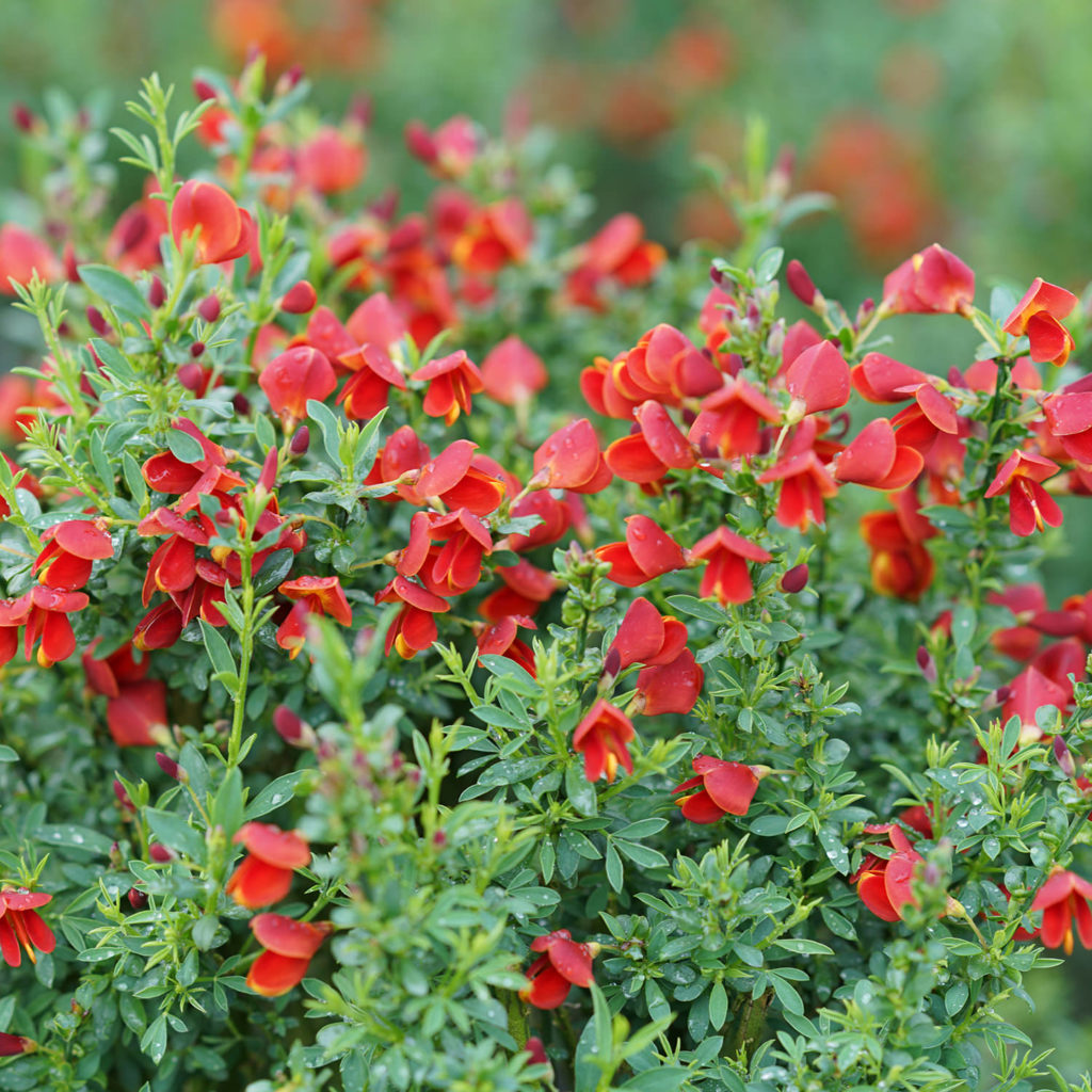 SISTER REDHEAD® Scotch Broom – Garden Crossings