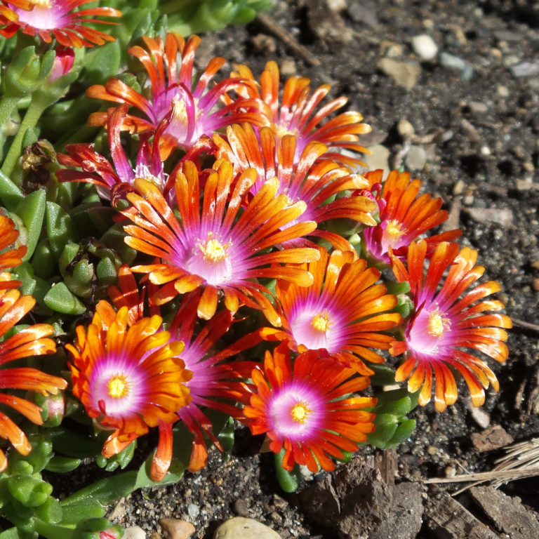 FIRE SPINNER® Ice Plant (Delosperma) - Order Online