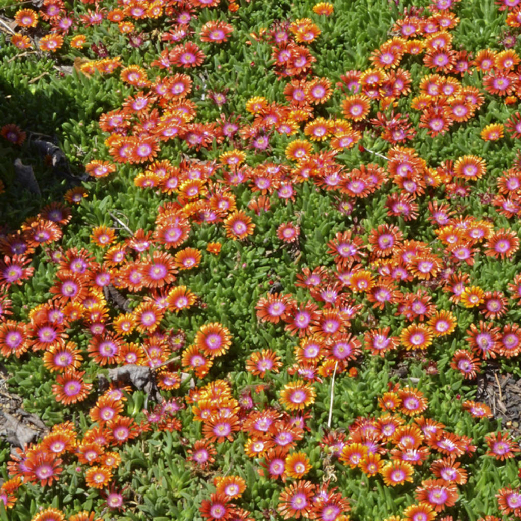 FIRE SPINNER® Ice Plant (Delosperma) - Order Online
