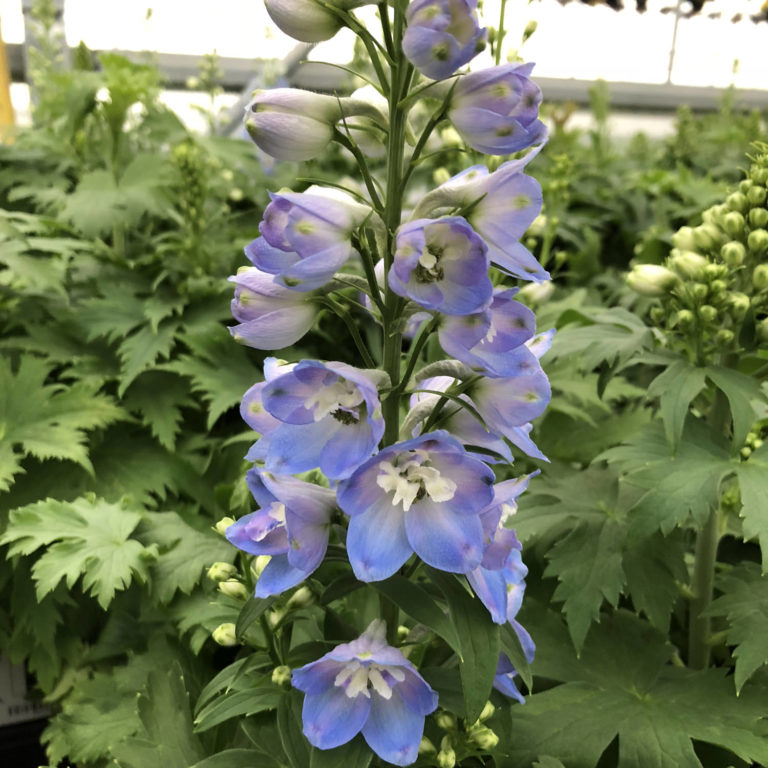 DELPHINA™ 'Light Blue White Bee' Delphinium