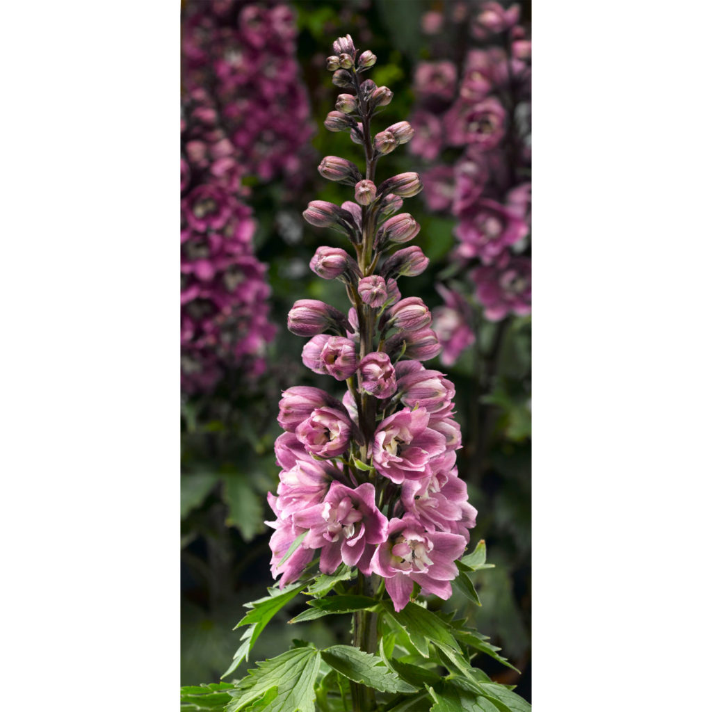 DELPHINA™ 'Rose White Bee' Delphinium