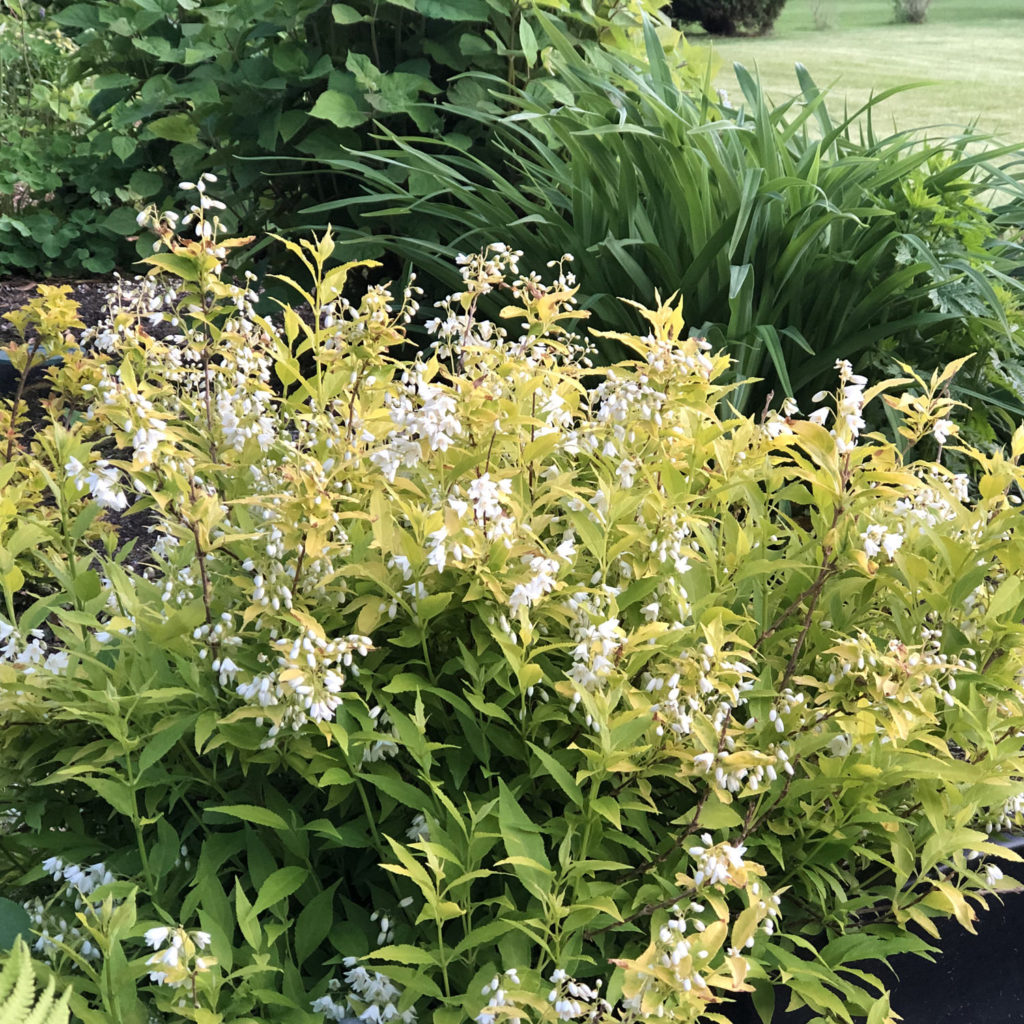 Deutzia CHARDONNAY PEARLS® - Order Online
