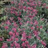FRUIT PUNCH® Dianthus 'Black Cherry Frost' Dianthus – Garden Crossings
