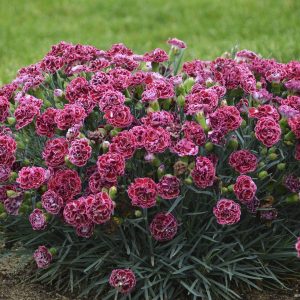 FRUIT PUNCH® 'Cherry Vanilla' Dianthus