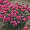 FRUIT PUNCH® 'Raspberry Ruffles' Dianthus