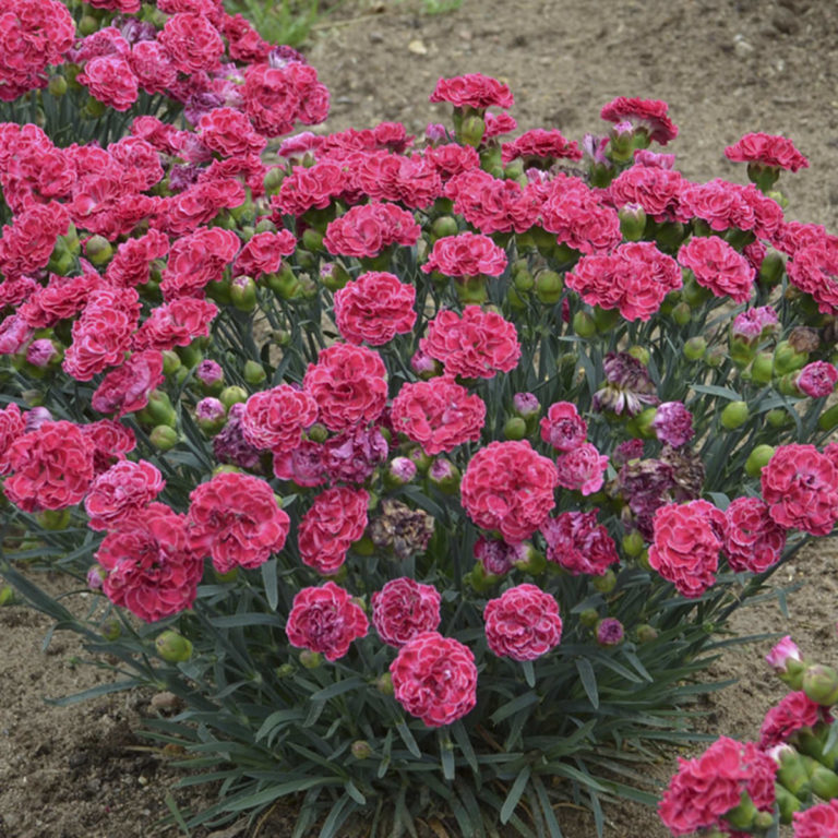FRUIT PUNCH® 'Raspberry Ruffles' Dianthus