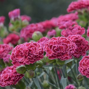 FRUIT PUNCH® 'Raspberry Ruffles' Dianthus
