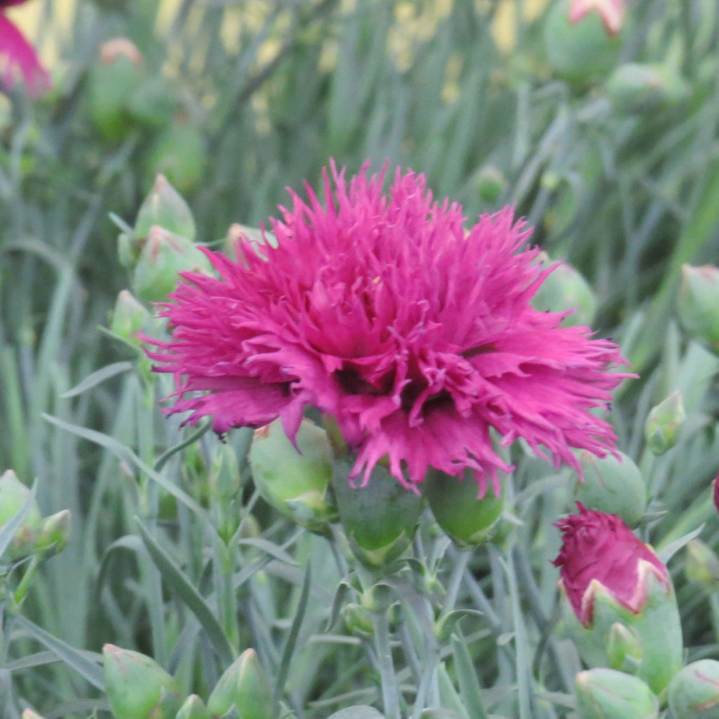 FRUIT PUNCH® Dianthus 'Spiked Punch' - Order Online