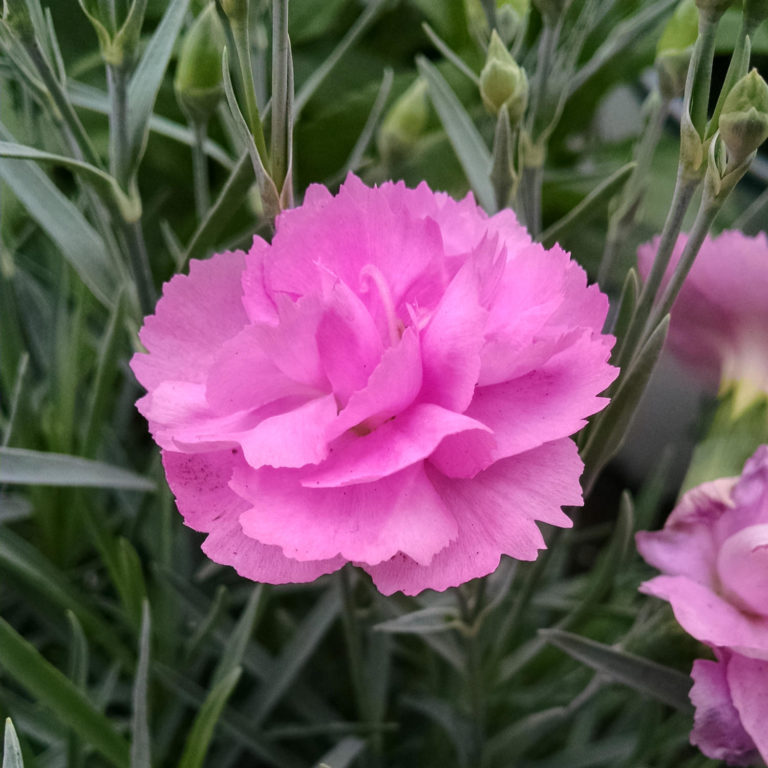 FRUIT PUNCH® 'Sweetie Pie' Dianthus - Order Online