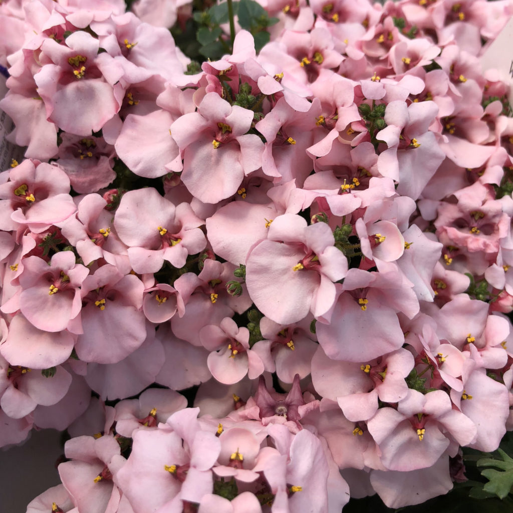 Diascia FLIRTATION Pink - Buy Twinspur Annuals Online