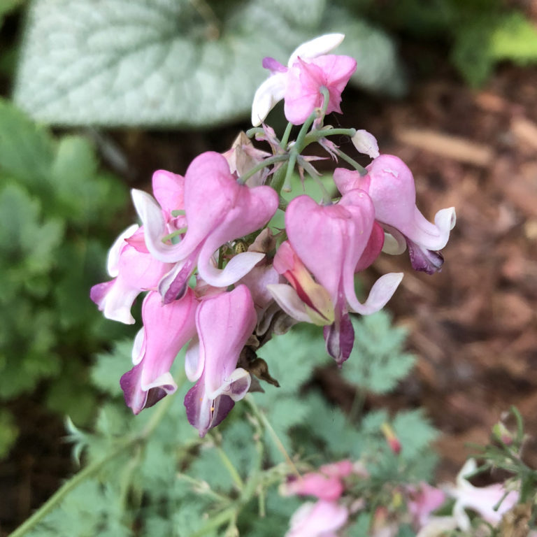 Dicentra 'Pink Diamonds'