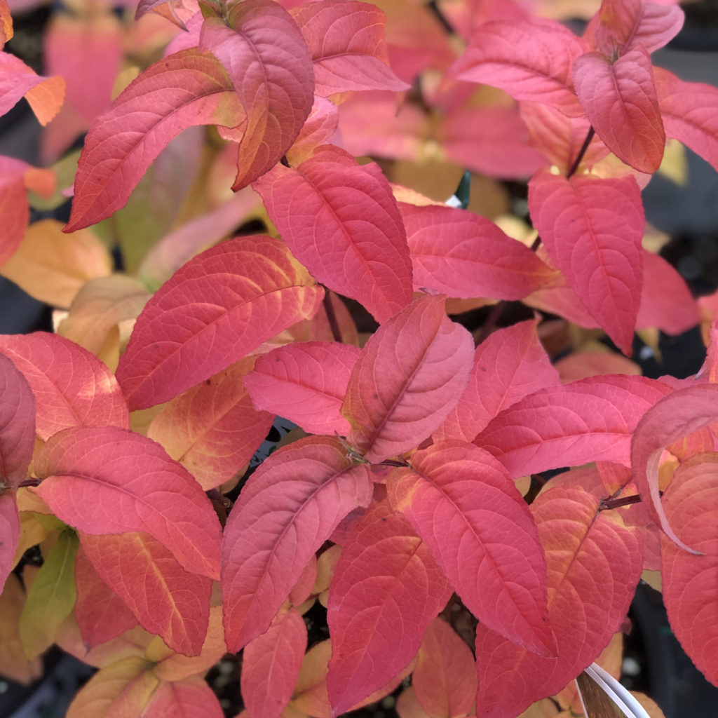 KODIAK® Black Diervilla - Garden Crossings